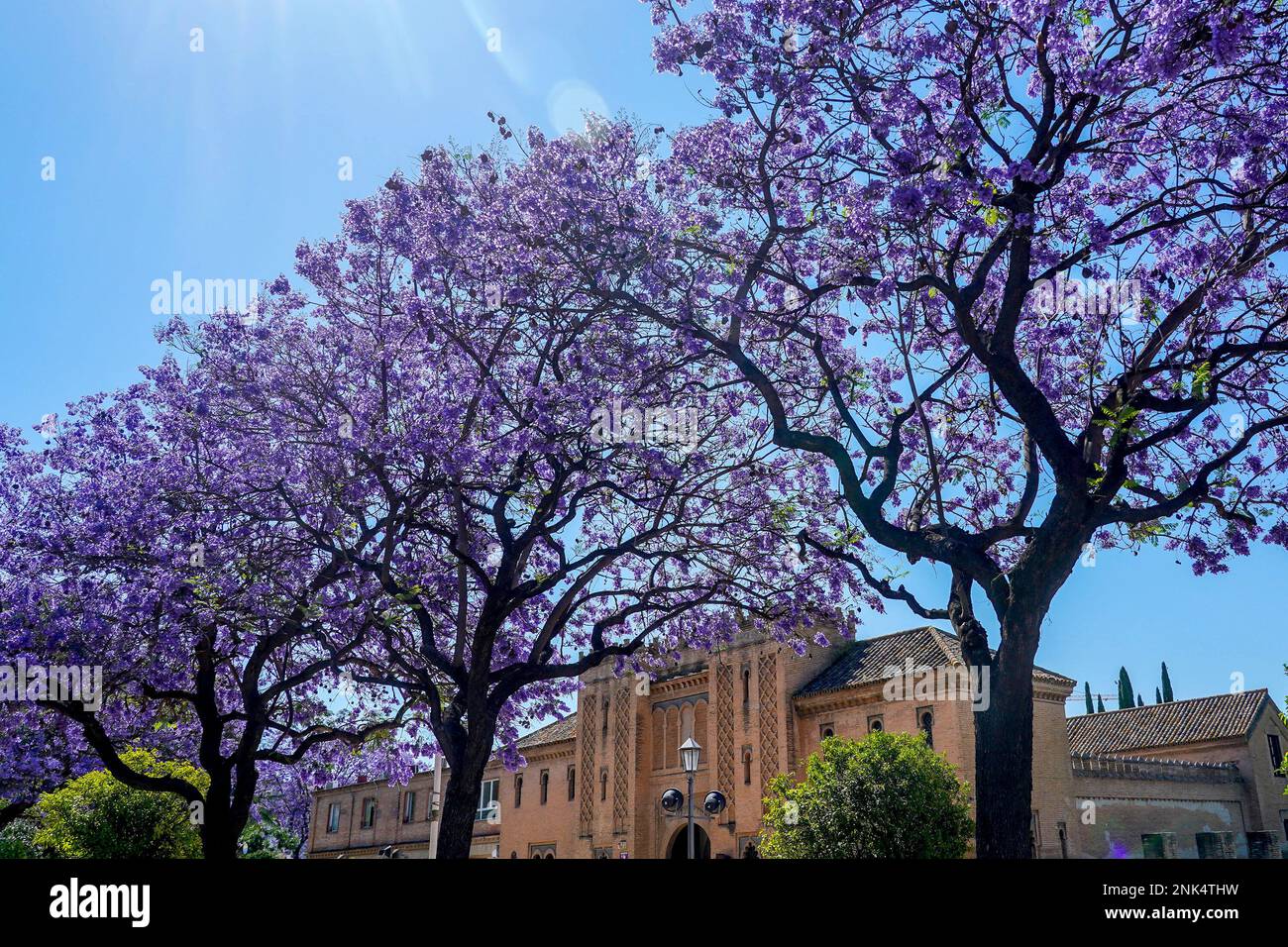 Jardines de la Buhaira, with the flowering of the jacaranda, on May 24 ...
