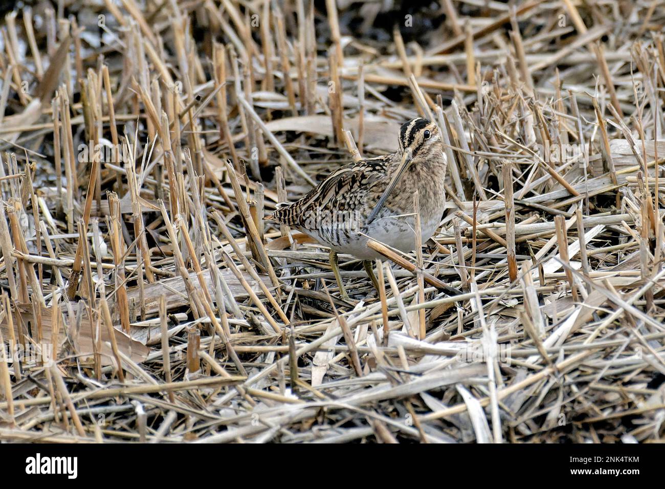 Great snipe camouflage hi-res stock photography and images - Alamy