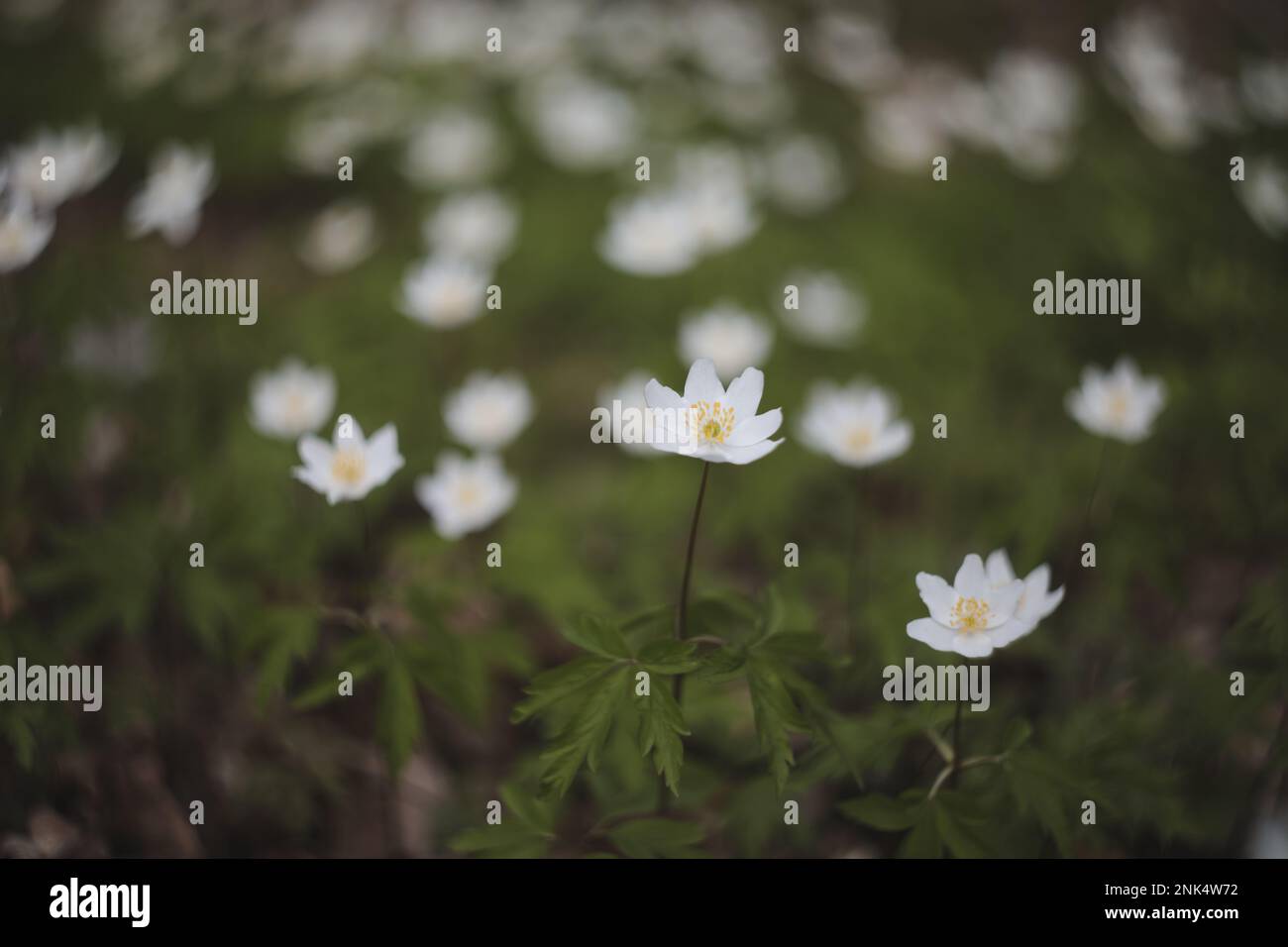 Beautiful spring background with white anemones flowers in spring woods ...