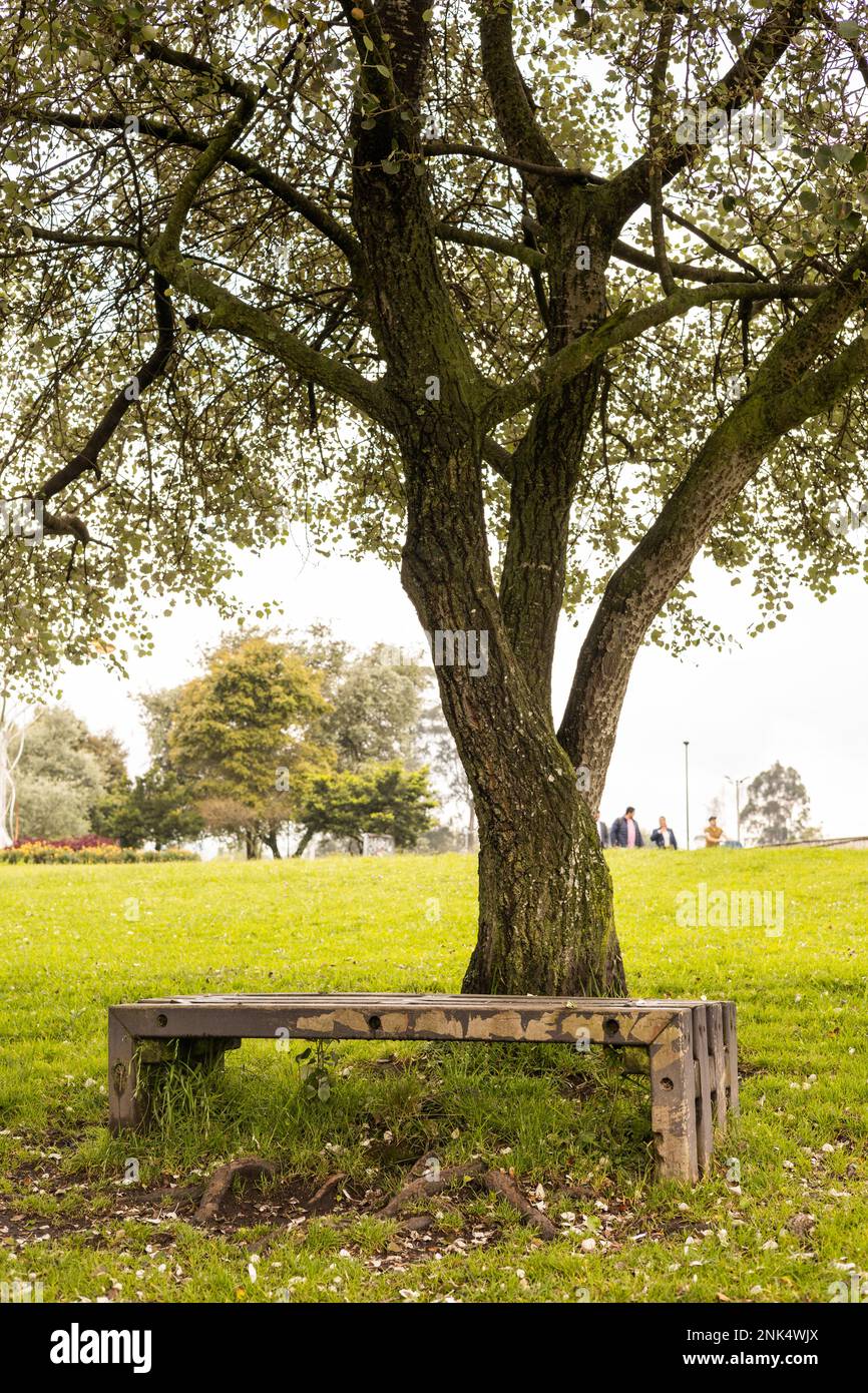 majestic leafy and natural tree in a park at daytime, details of the ...