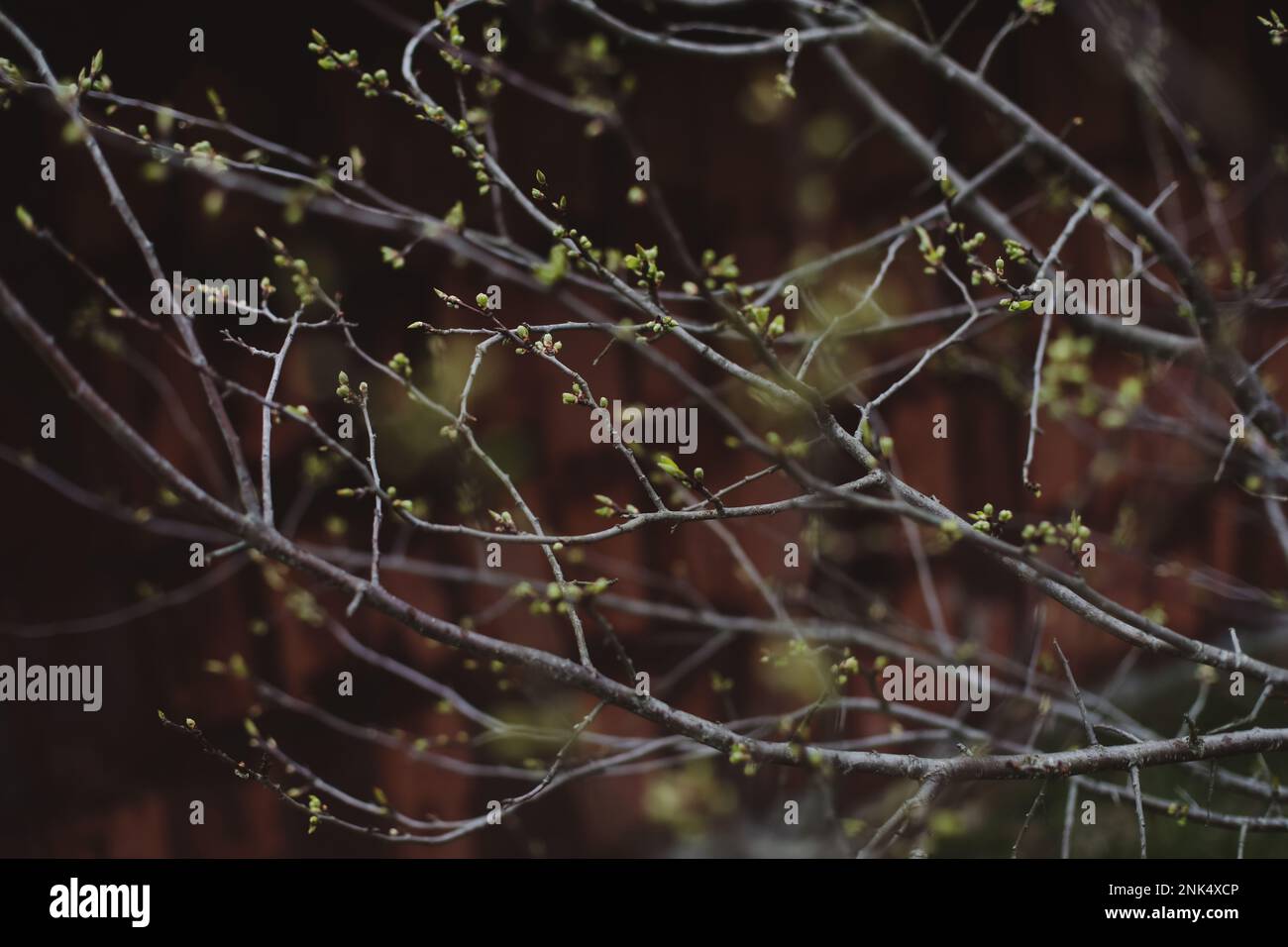Twig of early spring tree with small green leaves and catkins on ...