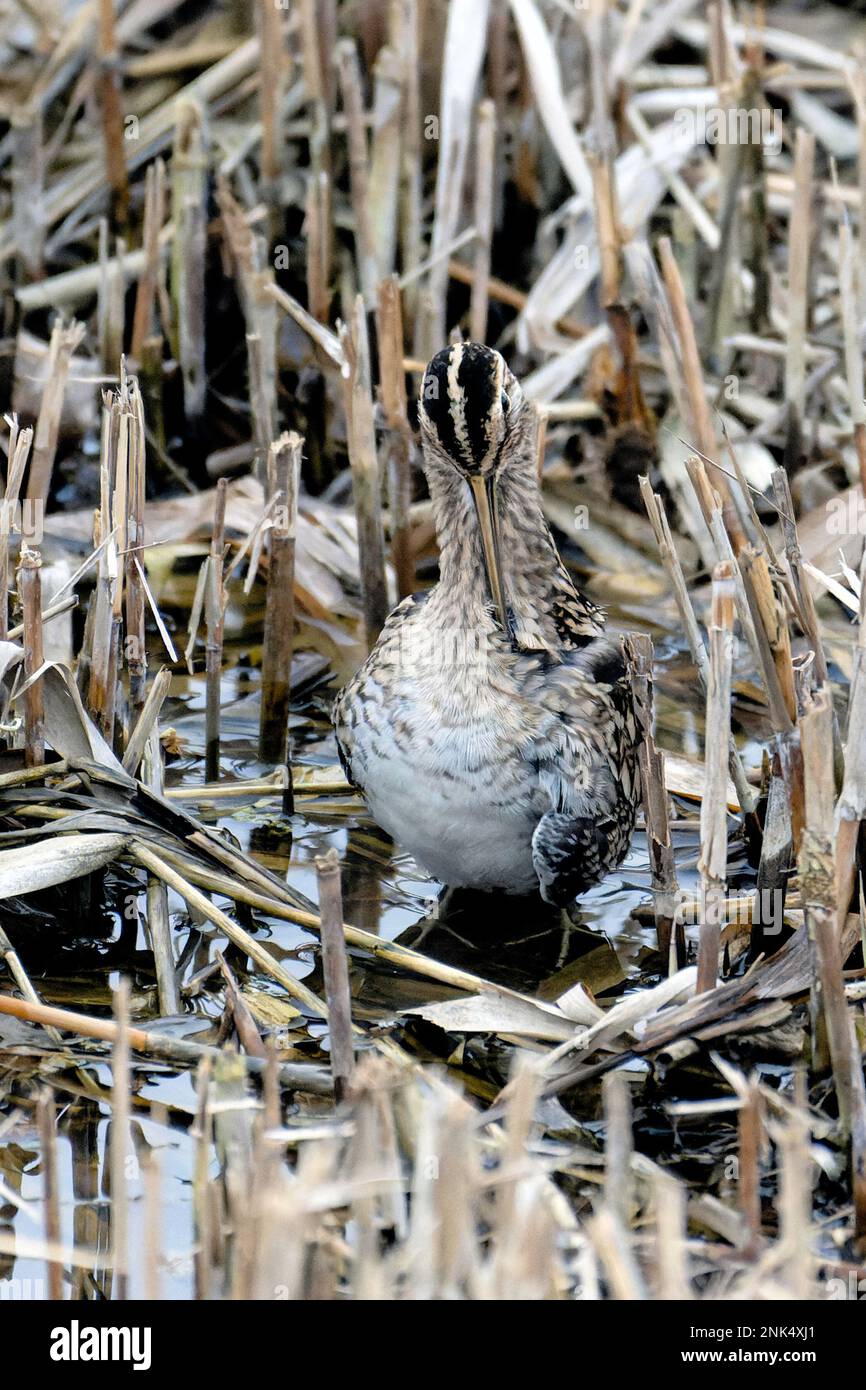 Great snipe camouflage hi-res stock photography and images - Alamy