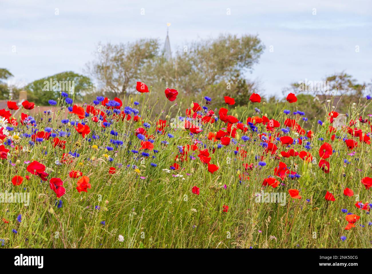 Landscape wadden island Terschelling Friesland province in The ...