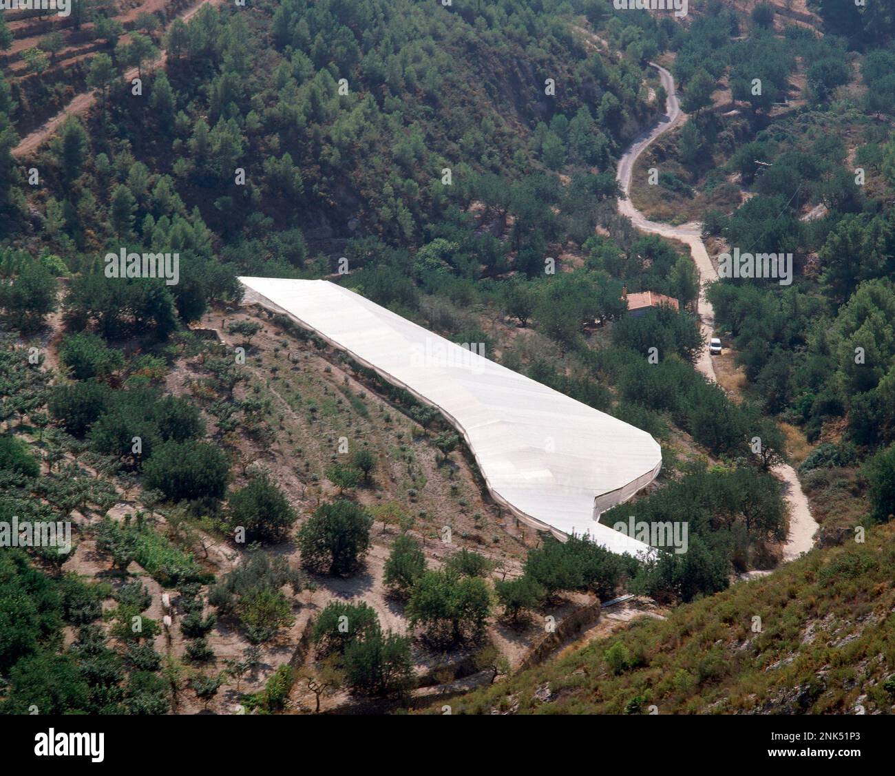 INVERNADERO CON NISPEROS EN LA LADERA DEL VALLE. Location: EXTERIOR ...