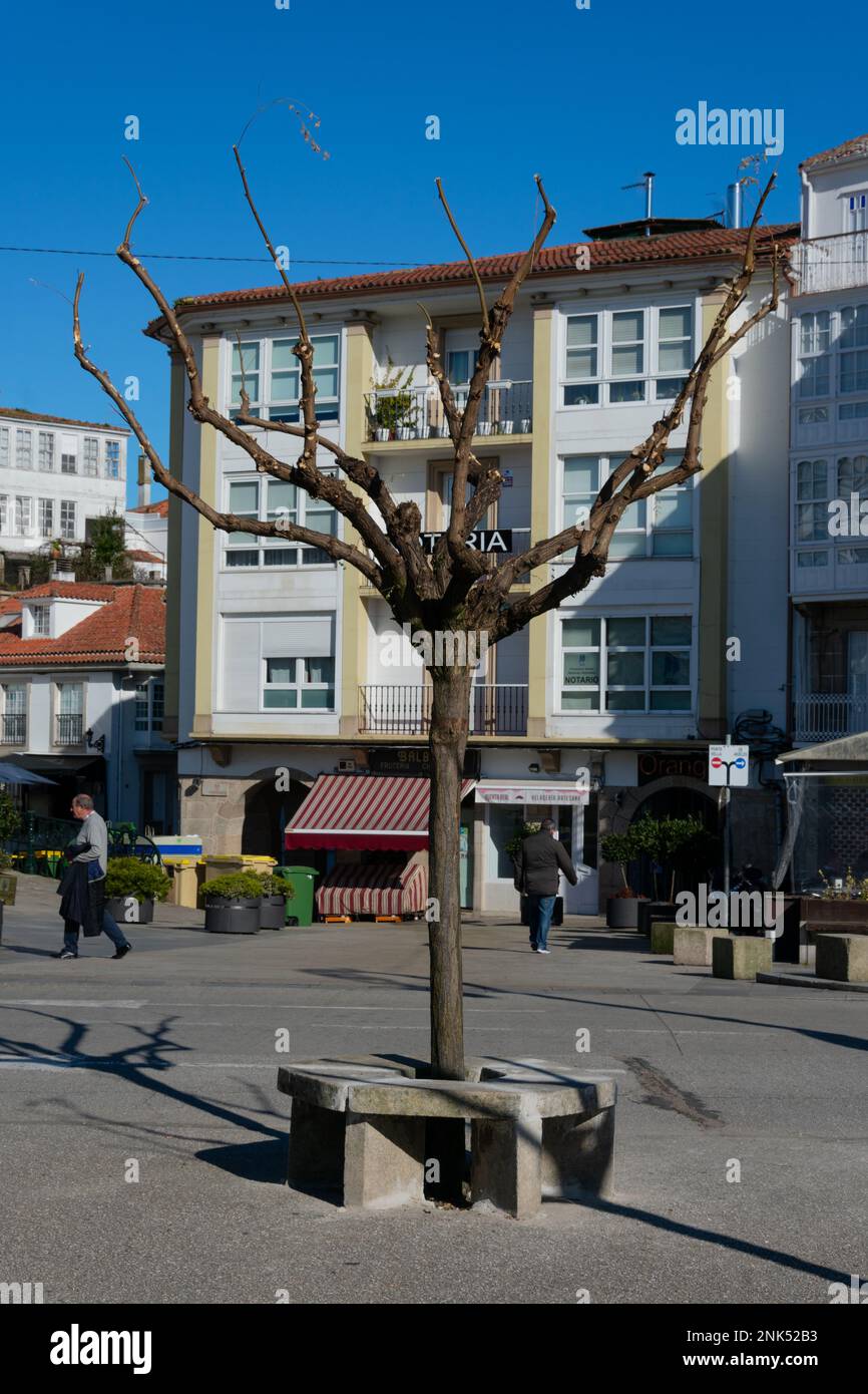 Betanzos, Galicia. Spain. February 3, 2023. View of a tree without ...