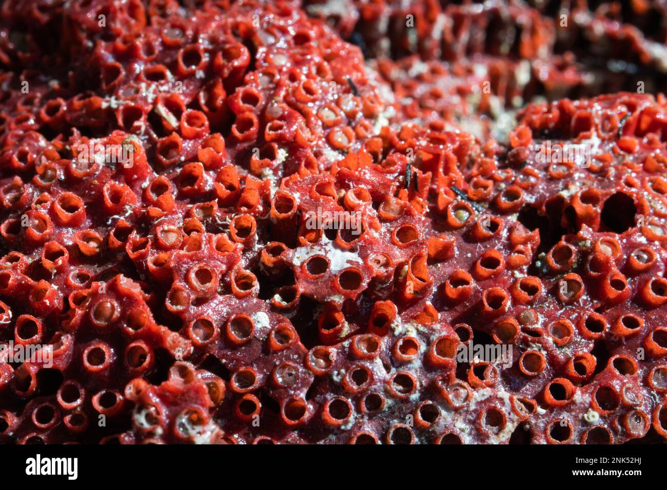 Macro photo of red coral. Close up red coral color. Coral reefs. Coral ...