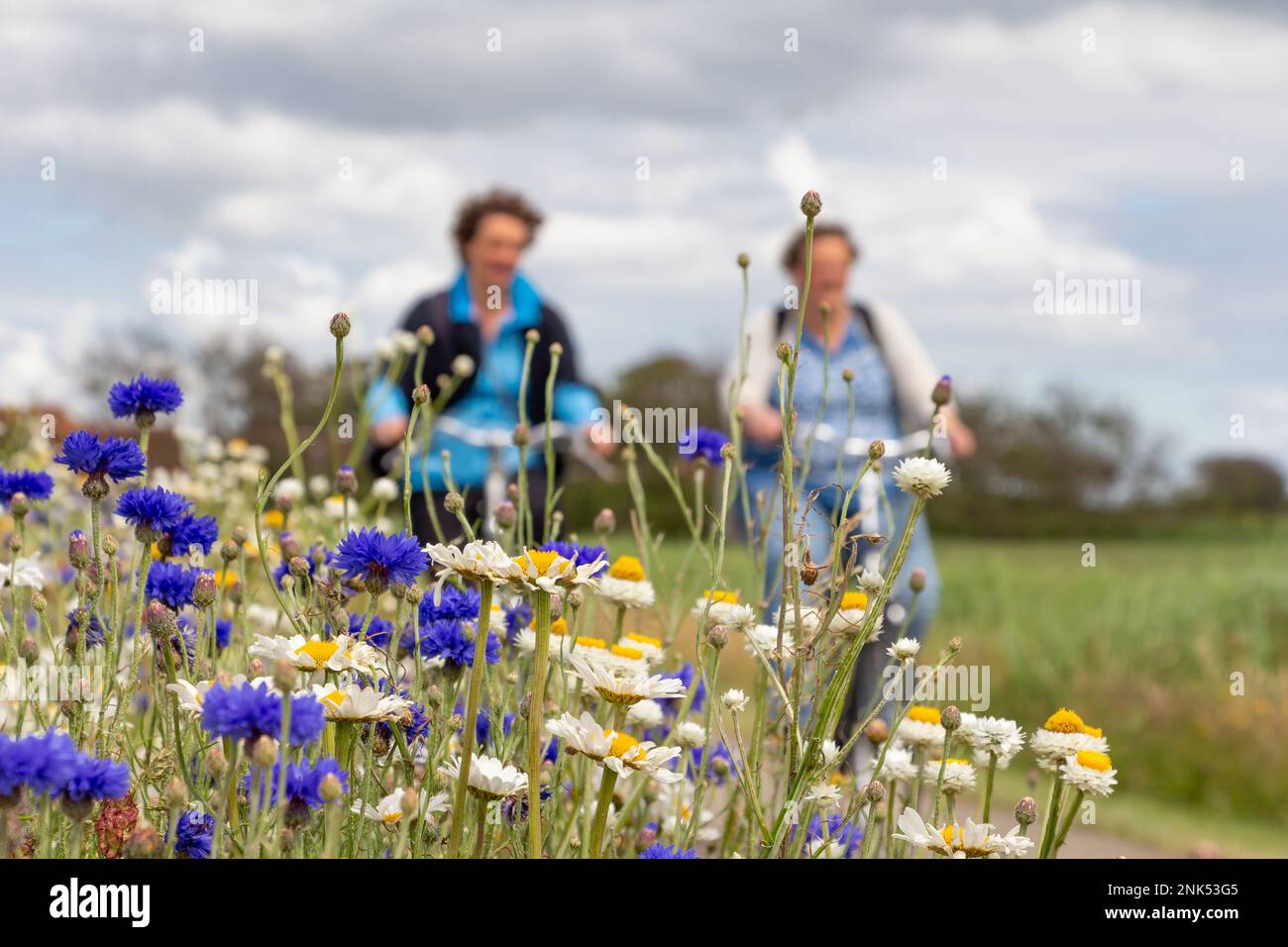 Landscape wadden island Terschelling Friesland province in The ...