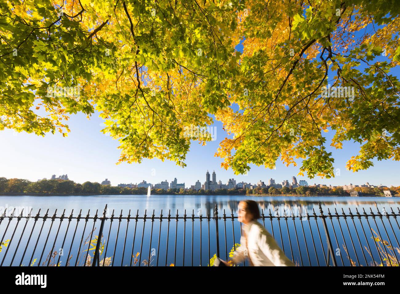 Sunlight illuminates autumn leaf color trees in Central Park New York ...