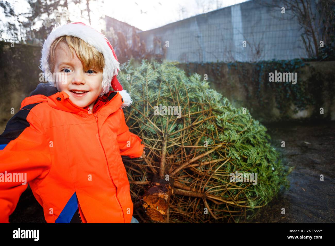 Kids pulling christmas tree hi-res stock photography and images - Alamy