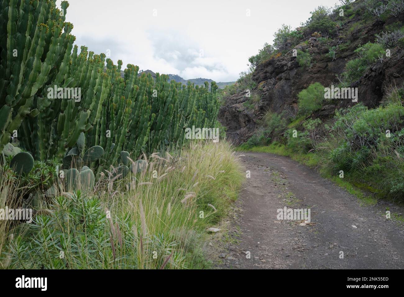 Grass and cactus hi-res stock photography and images - Alamy
