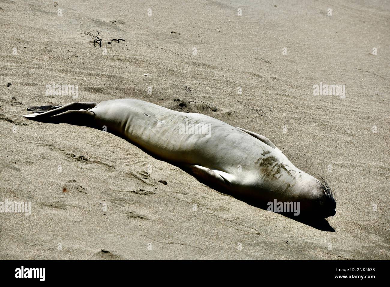 happy seal sleeping in the sand Stock Photo - Alamy
