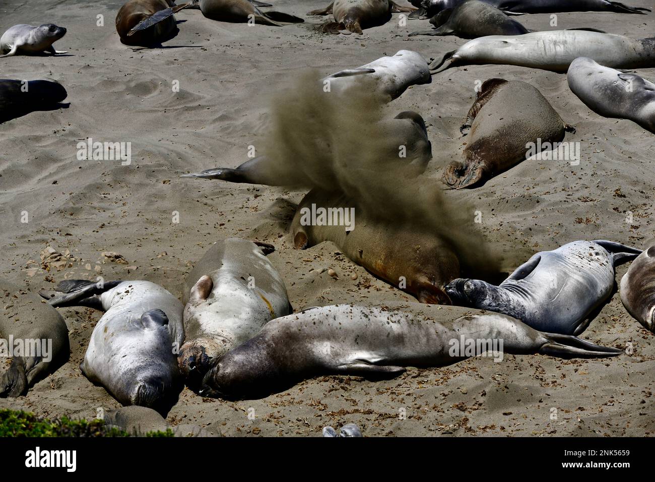 seal shuffling sand on his skin as sun protection Stock Photo - Alamy