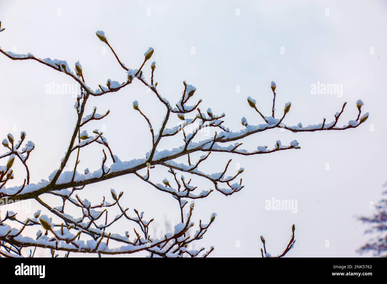 Close-up of Magnolia kobus twigs with buds in winter. The branches are ...