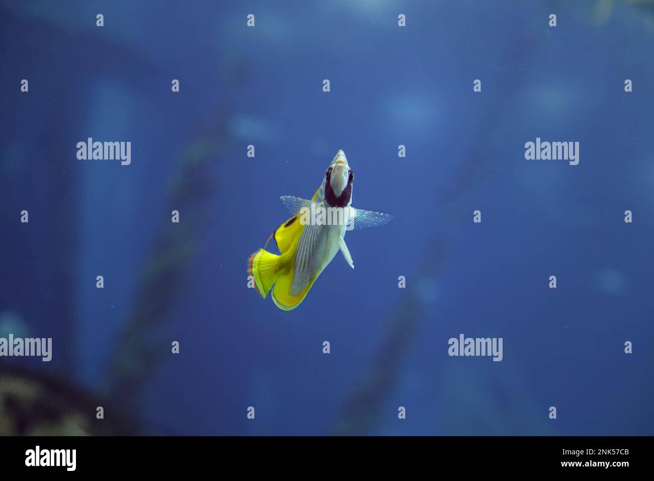 Butterfly fish hawaii hi-res stock photography and images - Alamy