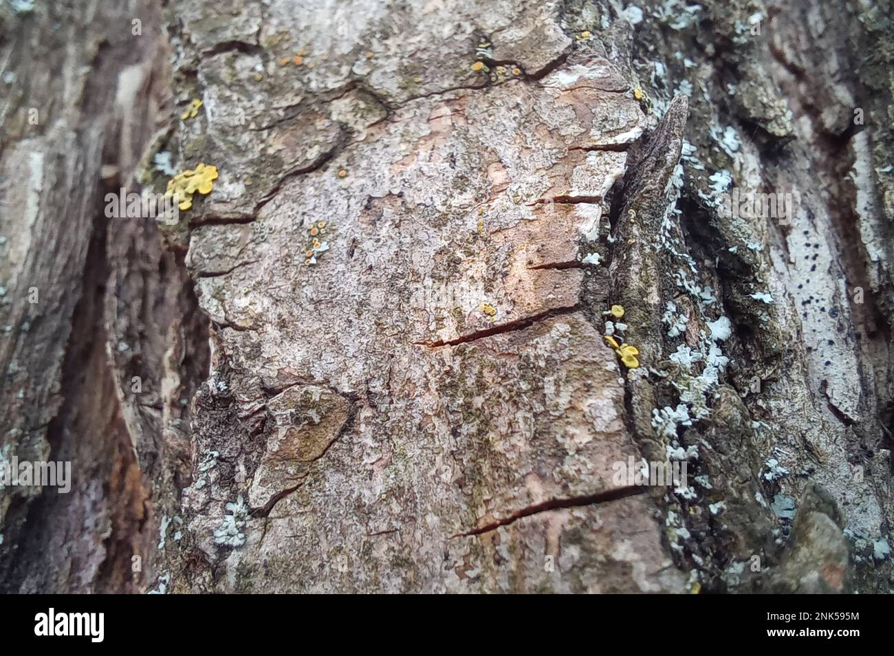 The texture of the bark of an old tree. Close-up Stock Photo - Alamy