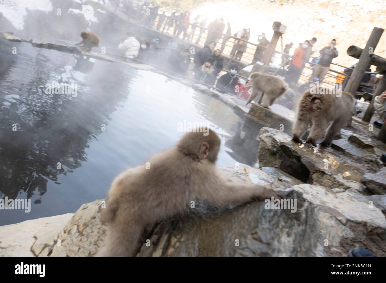 Volcanic national park leave hi-res stock photography and images - Alamy