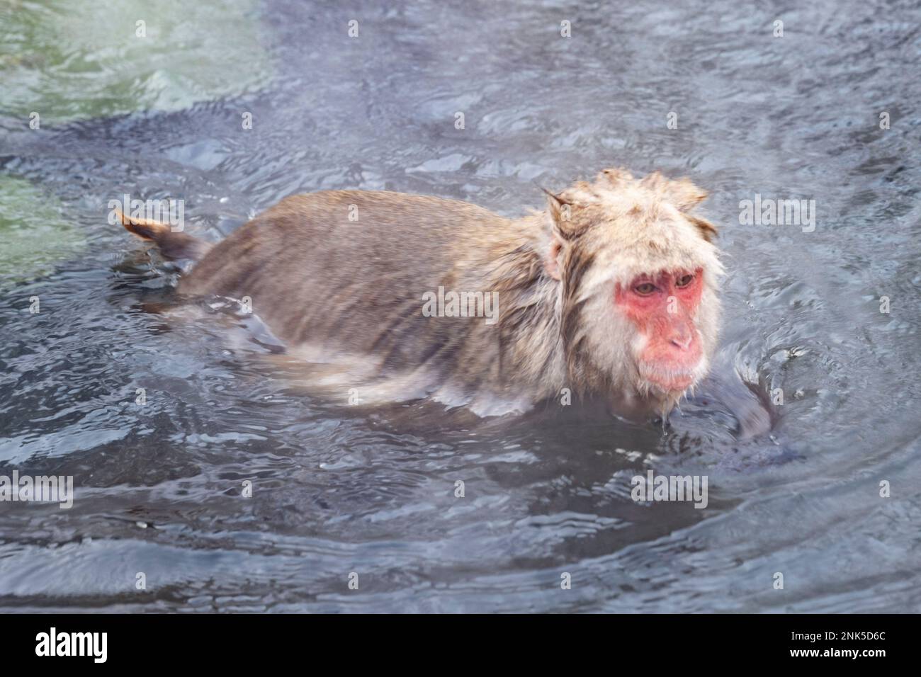Yamanochi, Nagano Prefecture, Japan. 12th Feb, 2023. Tourists ...