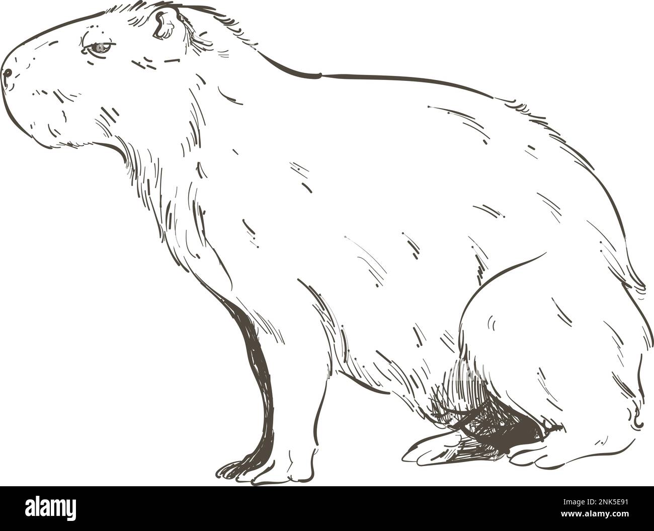 Little capybara Stock Vector Images - Alamy