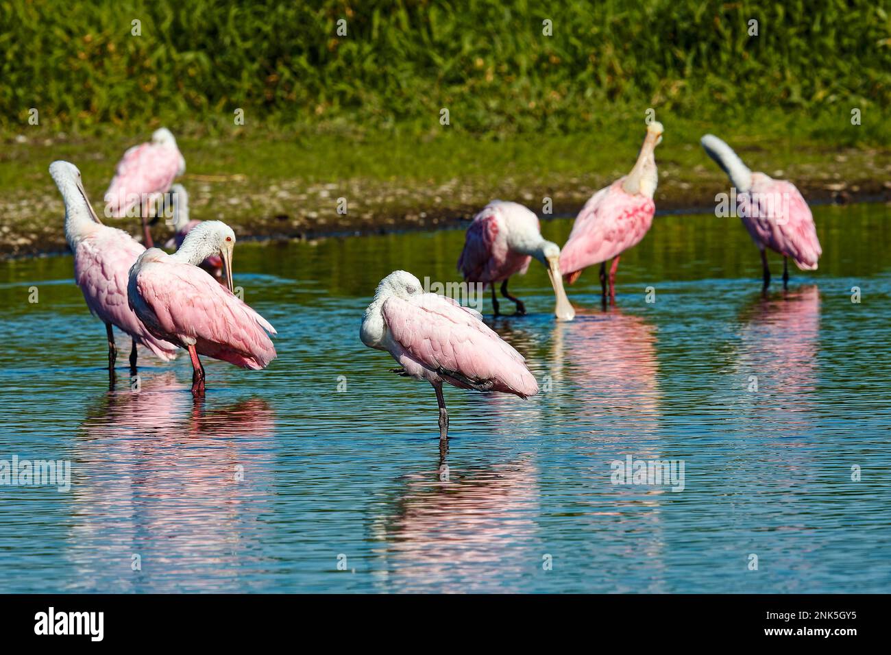 Roseate spoonbills, flock, large wading birds, standing in water, pink ...