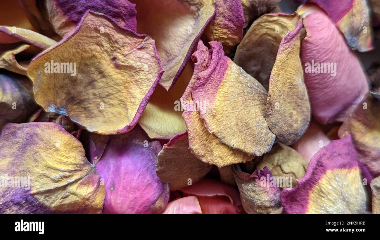 Decaying rose petals Stock Photo - Alamy