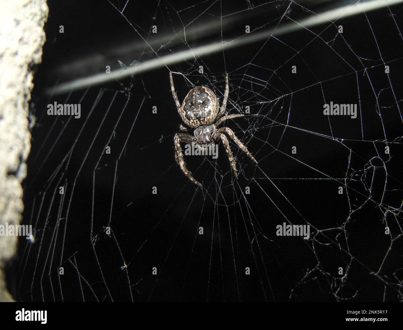 Araneus ventricosus spider hi-res stock photography and images - Alamy