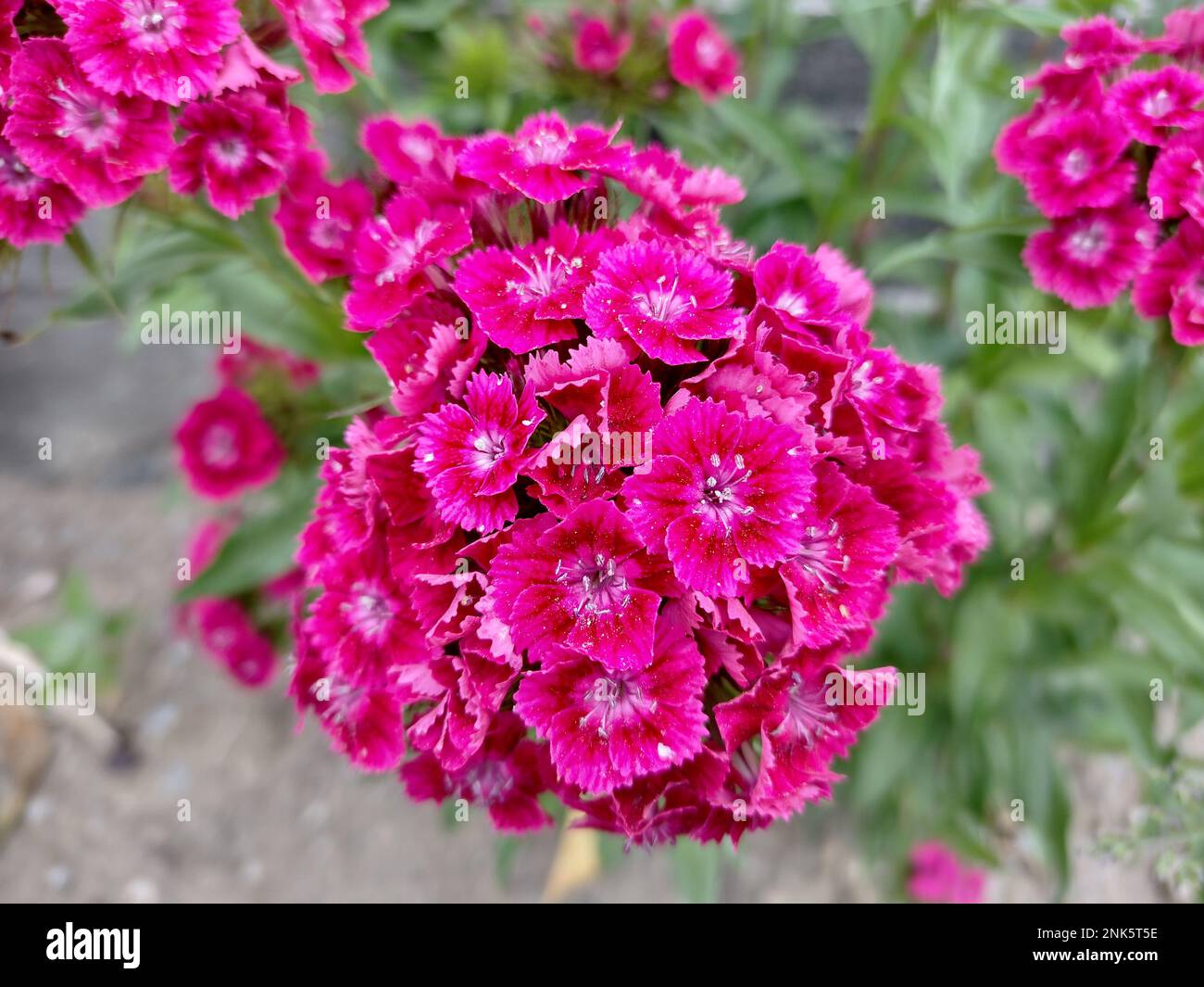 Sweet William (Dianthus barbatus) flower in Romania Stock Photo - Alamy