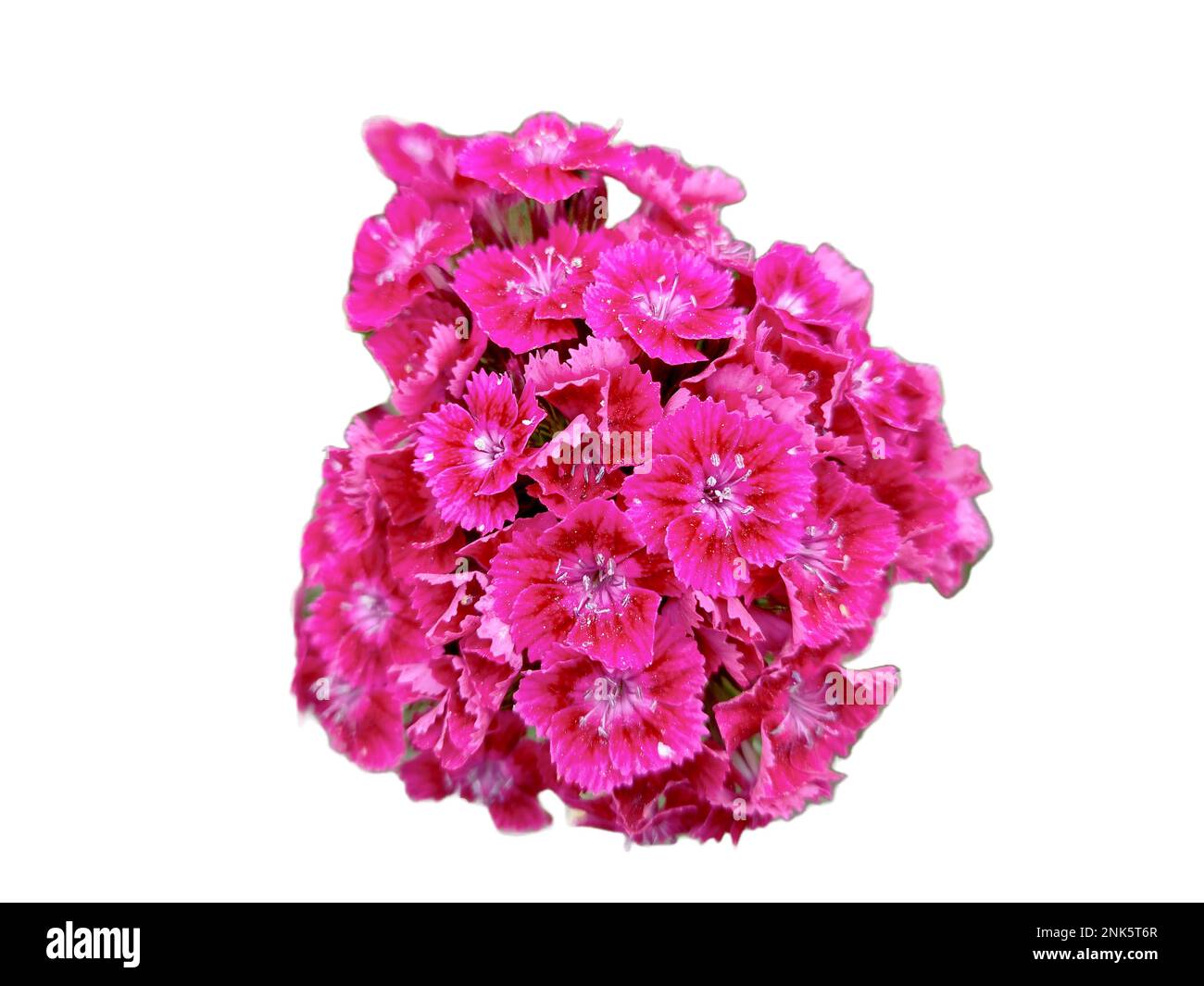 Sweet William (Dianthus barbatus) flower isolated on white Stock Photo ...