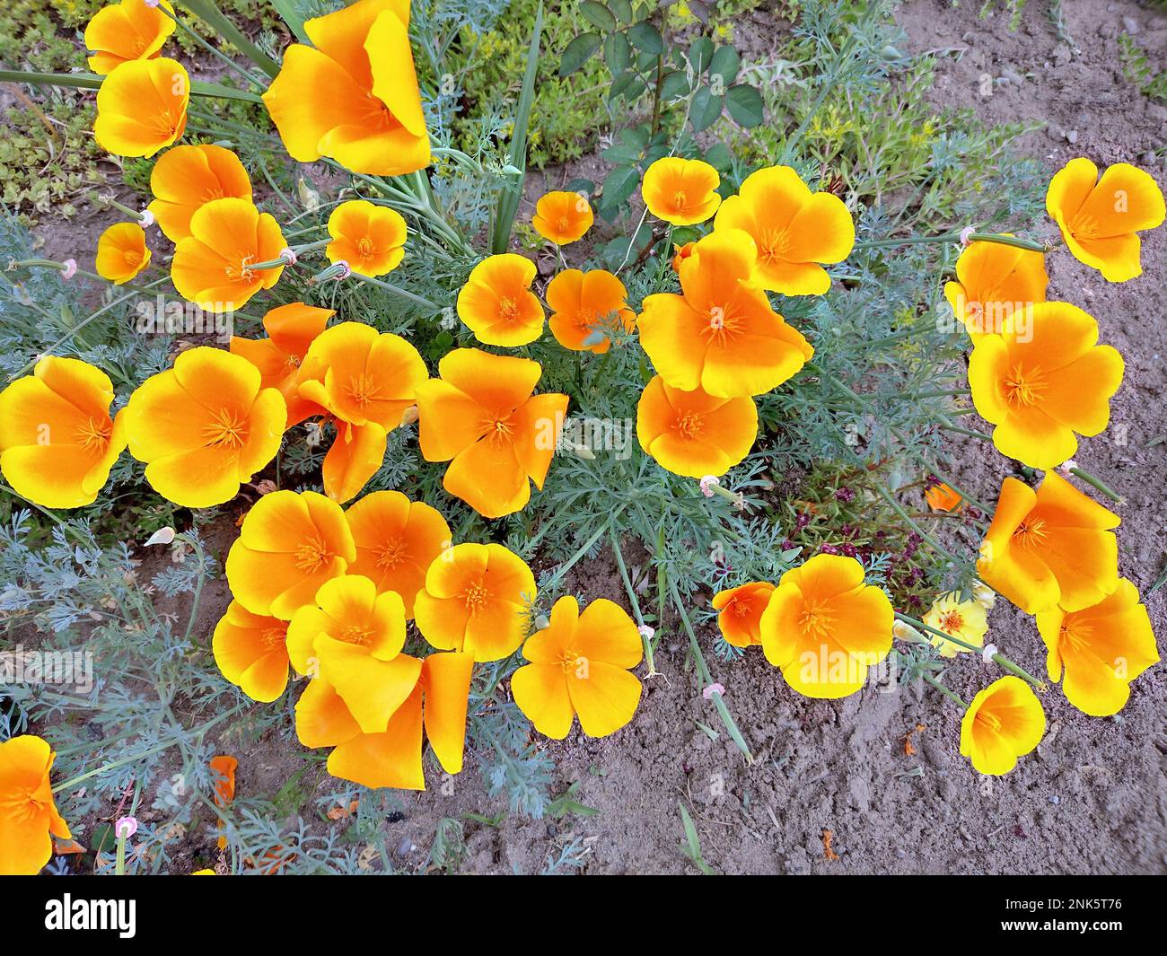 Californian Poppy (Eschscholzia californica) flowers - Romania Stock ...
