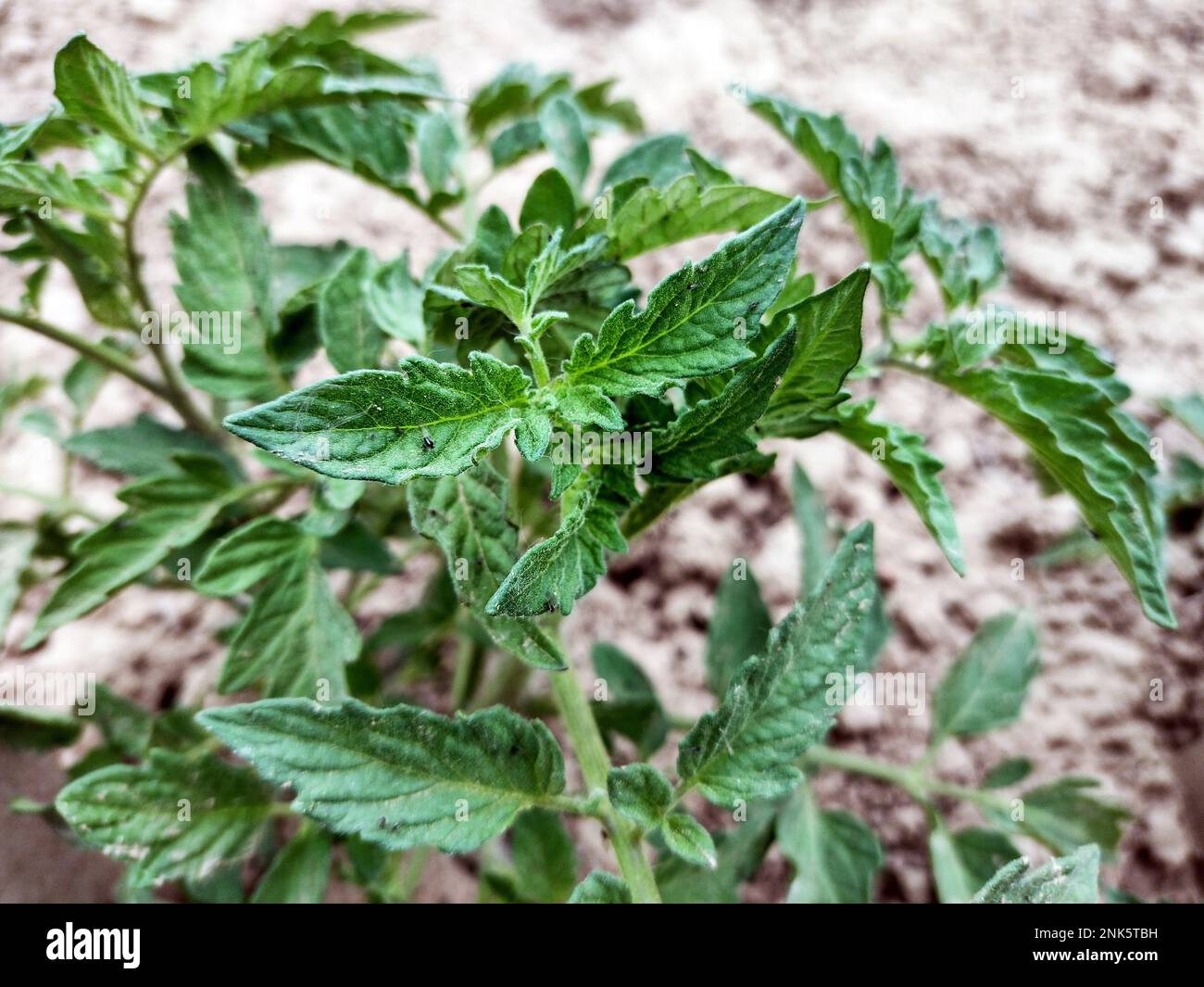 tomato plant in the garden - Romania Stock Photo - Alamy