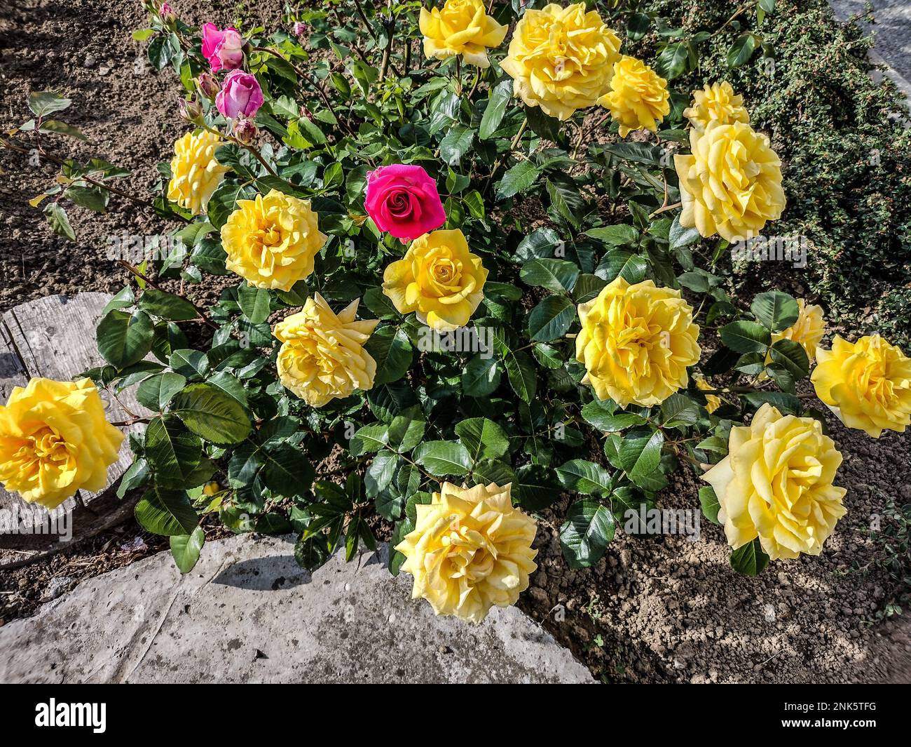 yellow and pink roses in Romania Stock Photo - Alamy