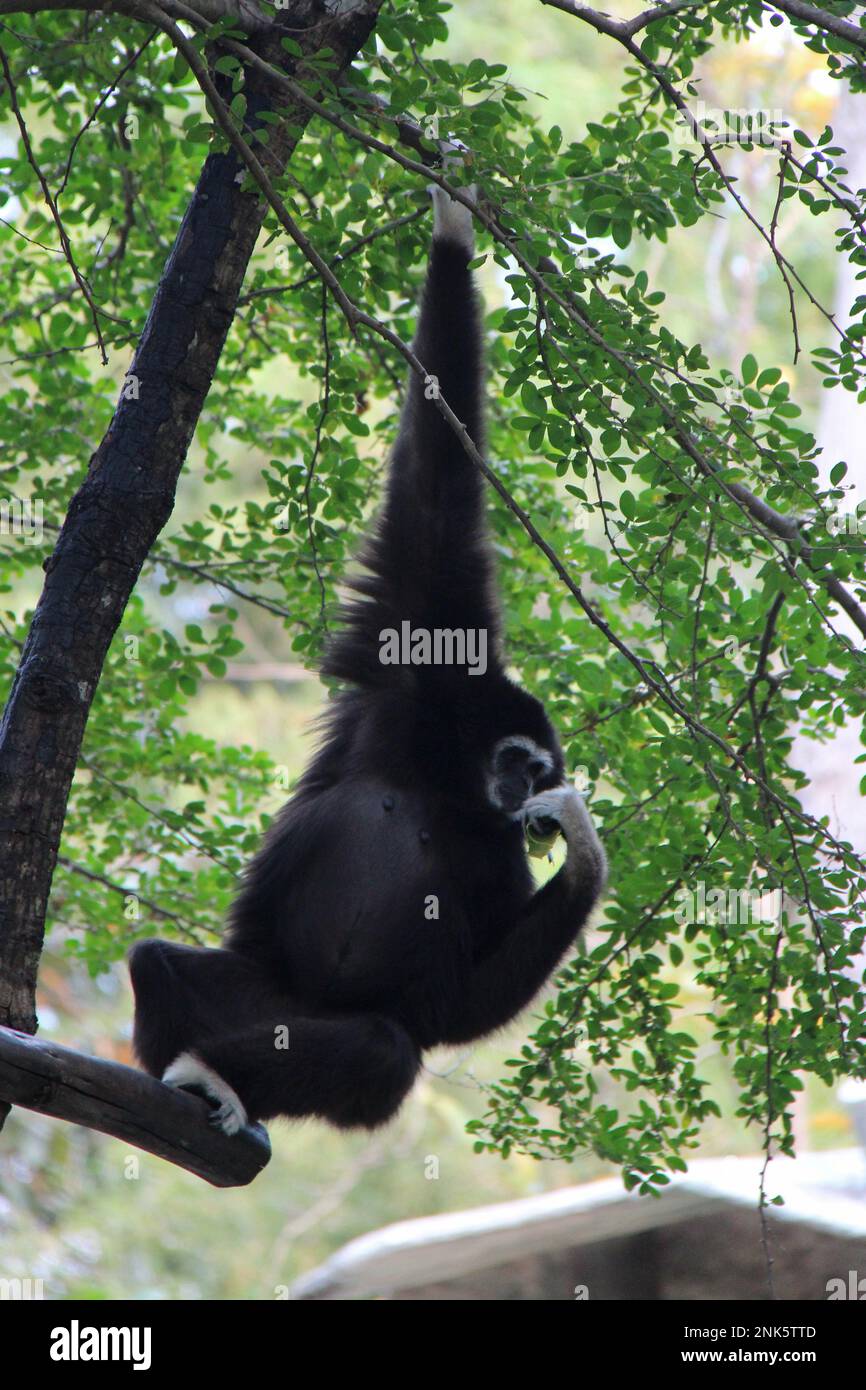 Faune gibbon hi-res stock photography and images - Alamy