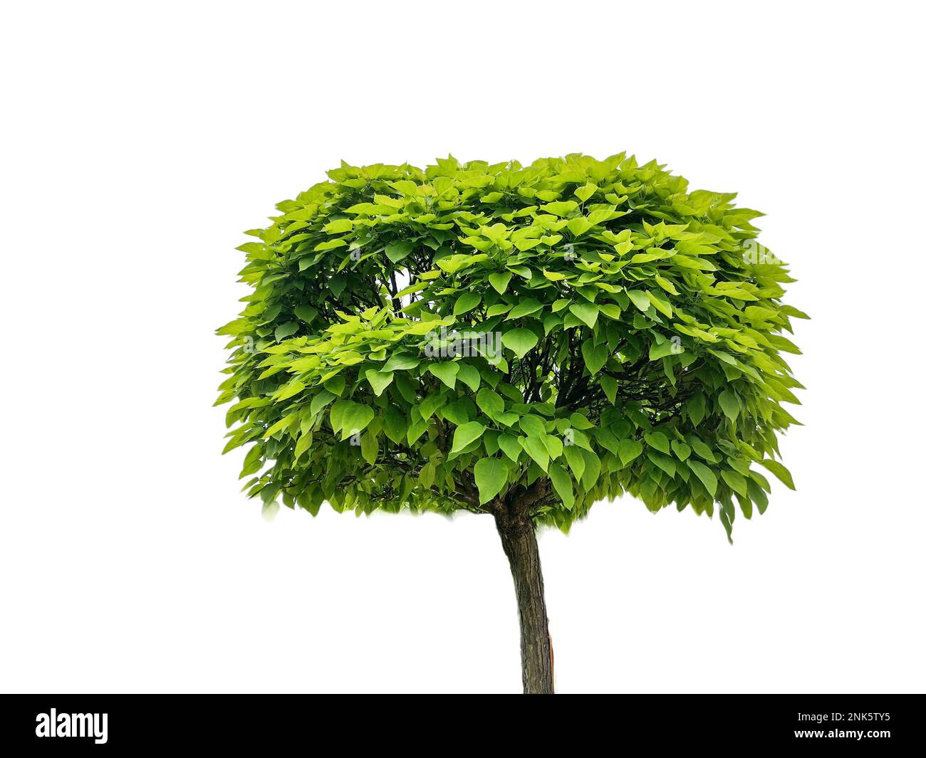 Catalpa tree with green leaves isolated on white background Stock Photo ...