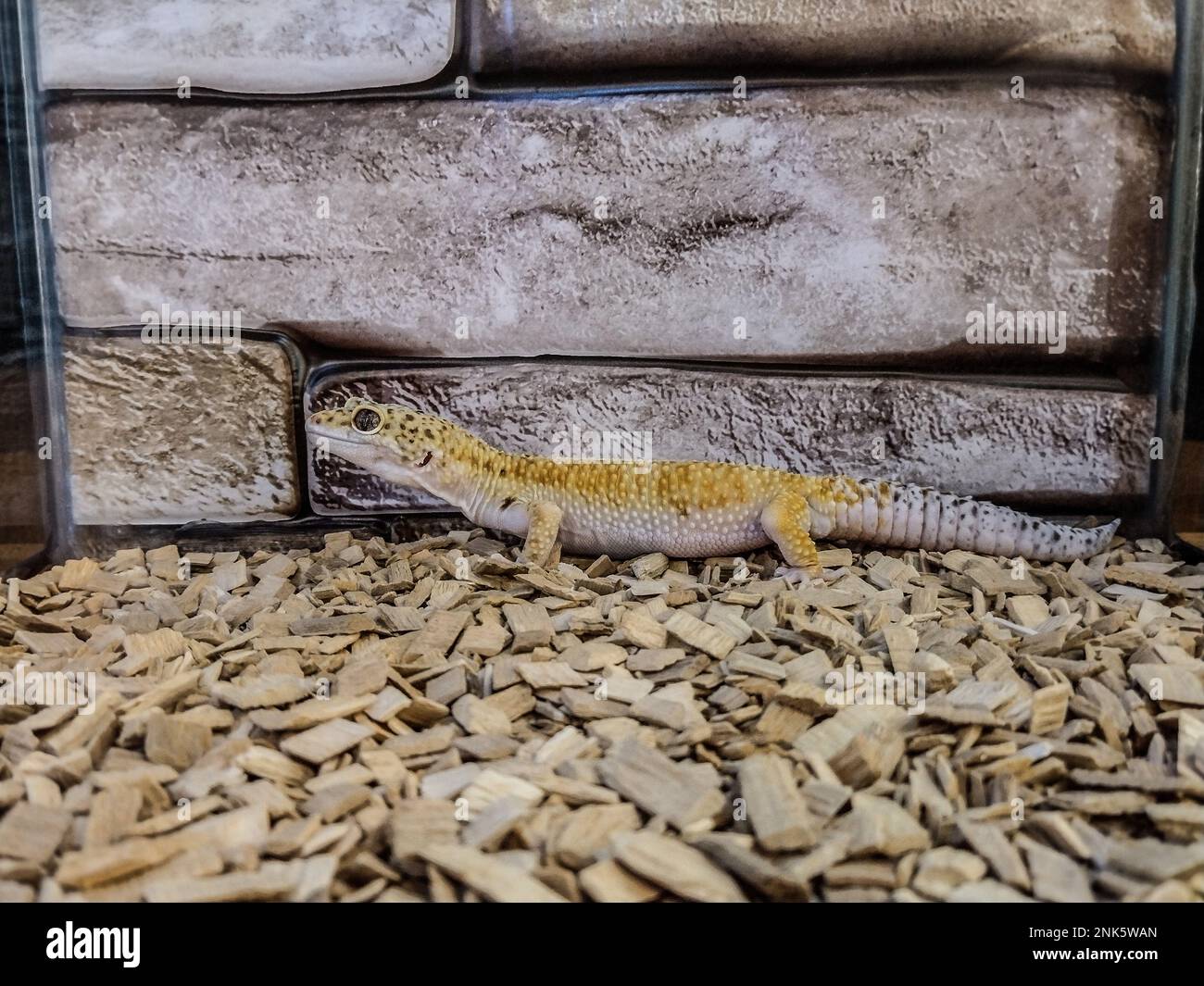 Gecko lizard - closeup animal Stock Photo - Alamy