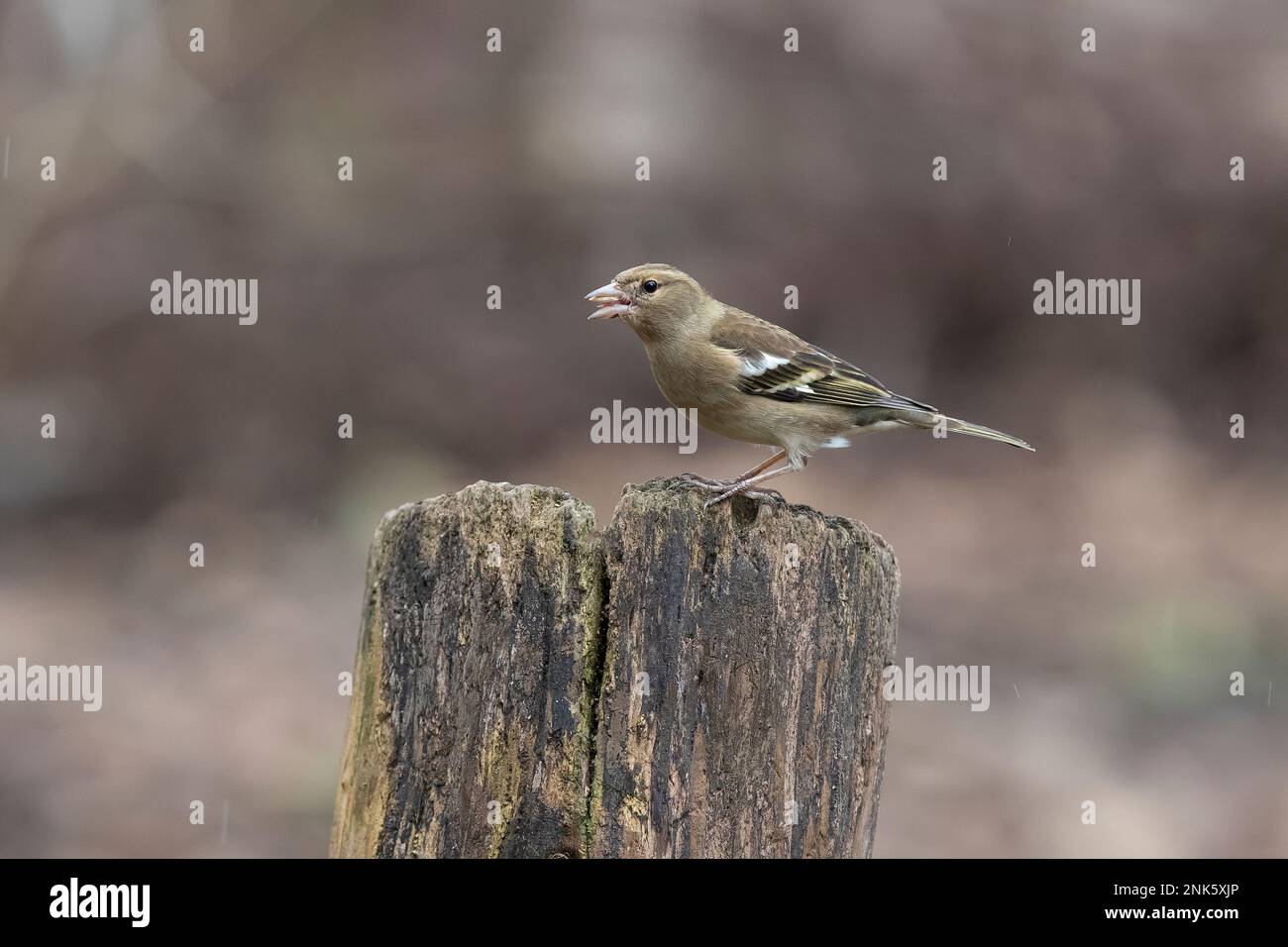 Light wing bars hi-res stock photography and images - Alamy