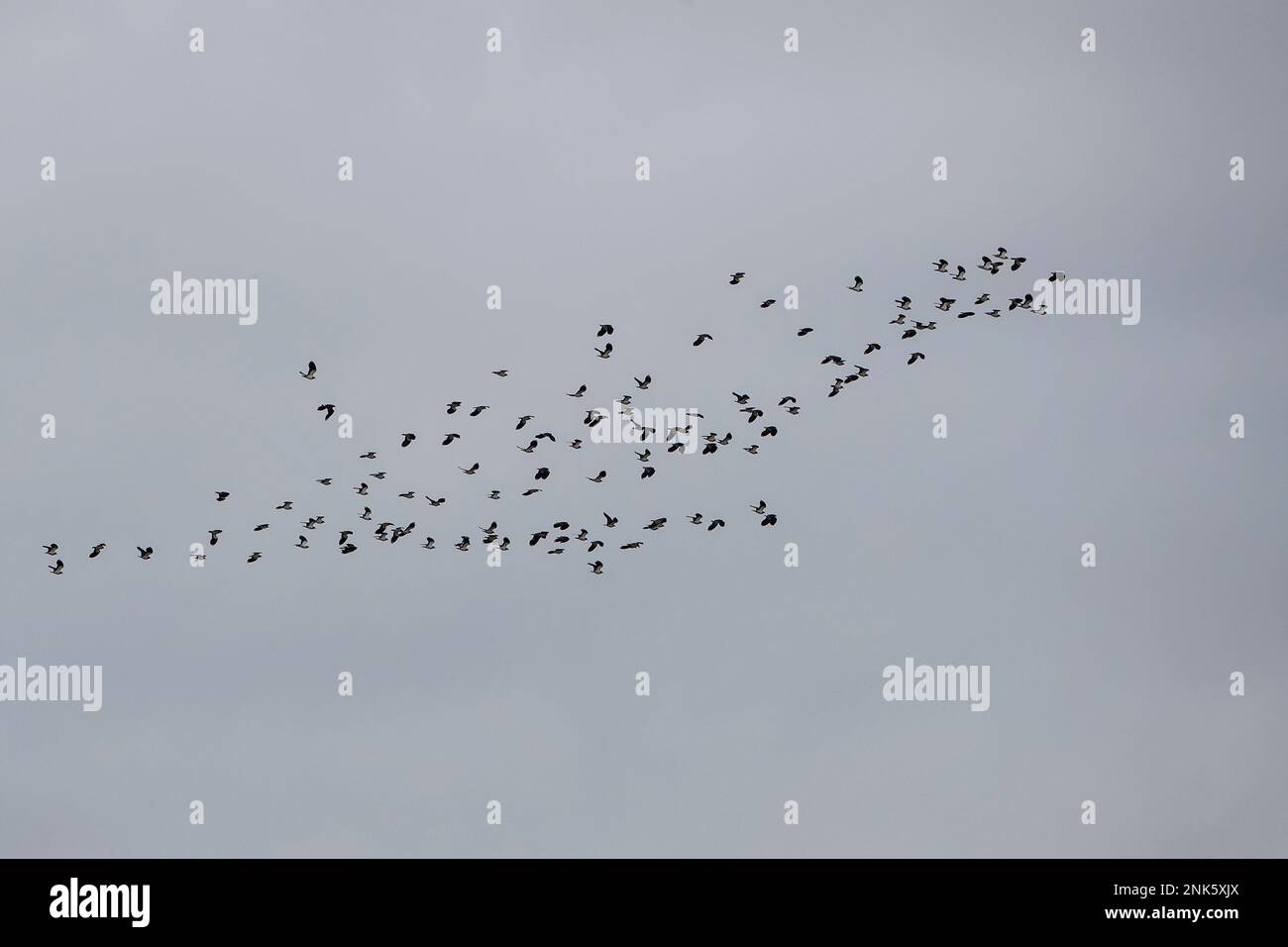 Lapwing in a winter sky hi-res stock photography and images - Alamy