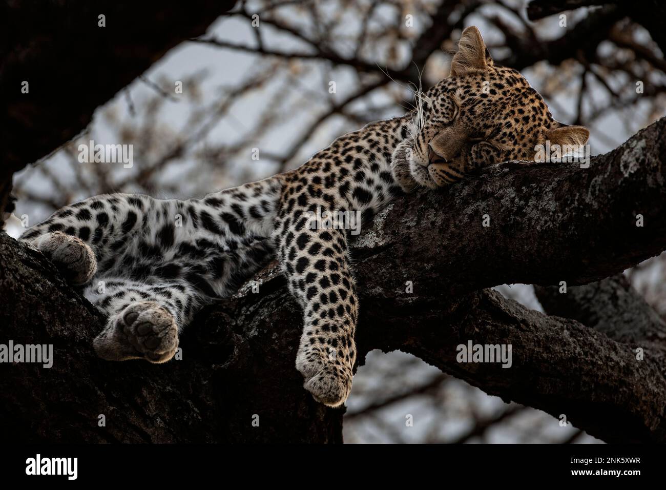 A carnivore that prefers medium sized prey hi-res stock photography and ...