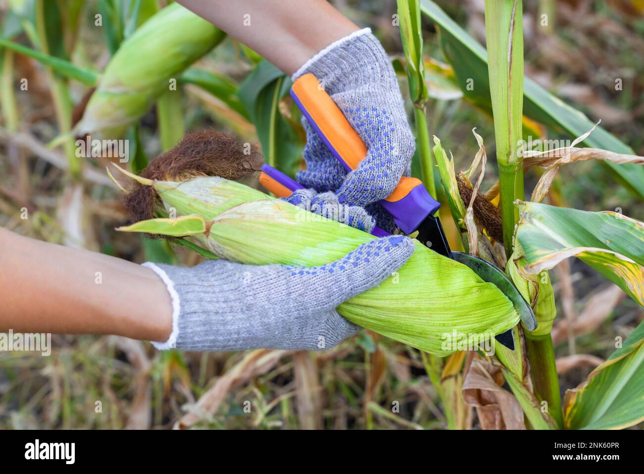 the farmer is harvesting fresh corn in the field. picking corn by hand ...