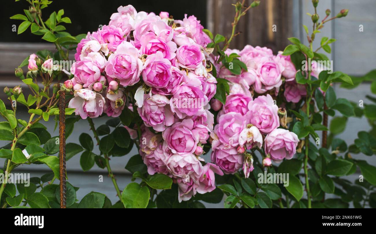 Climbing Jasmina roses blooming in the garden Stock Photo - Alamy