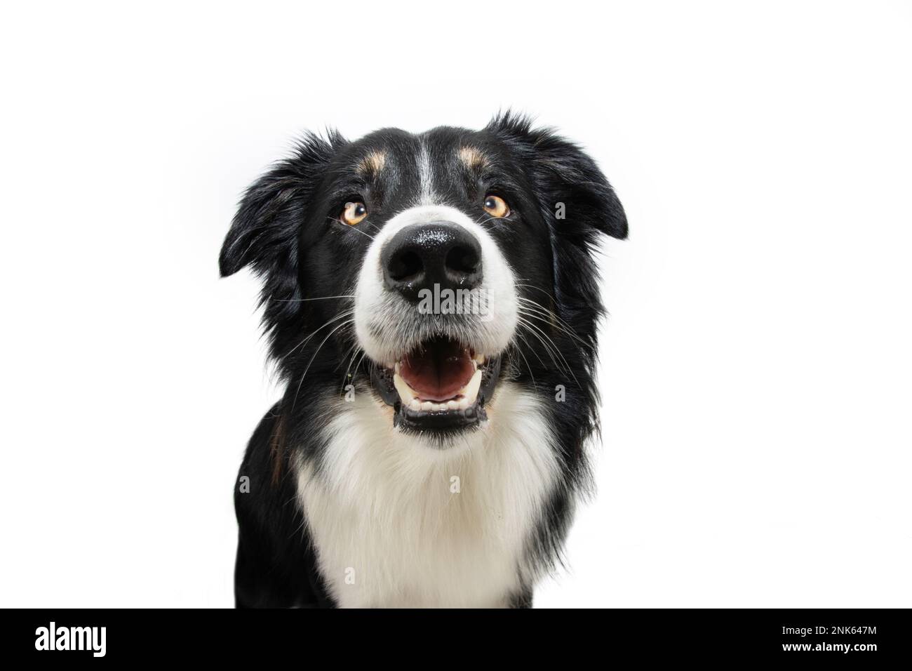 Portrait happy and smiling border collie dog looking at camera ...