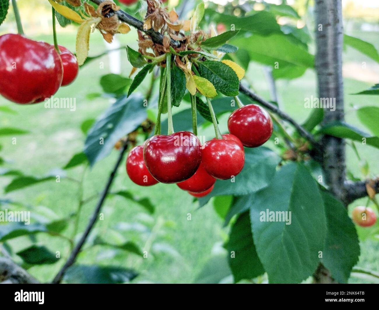 ripe cherries in the tree - in Maramures, Romania Stock Photo - Alamy