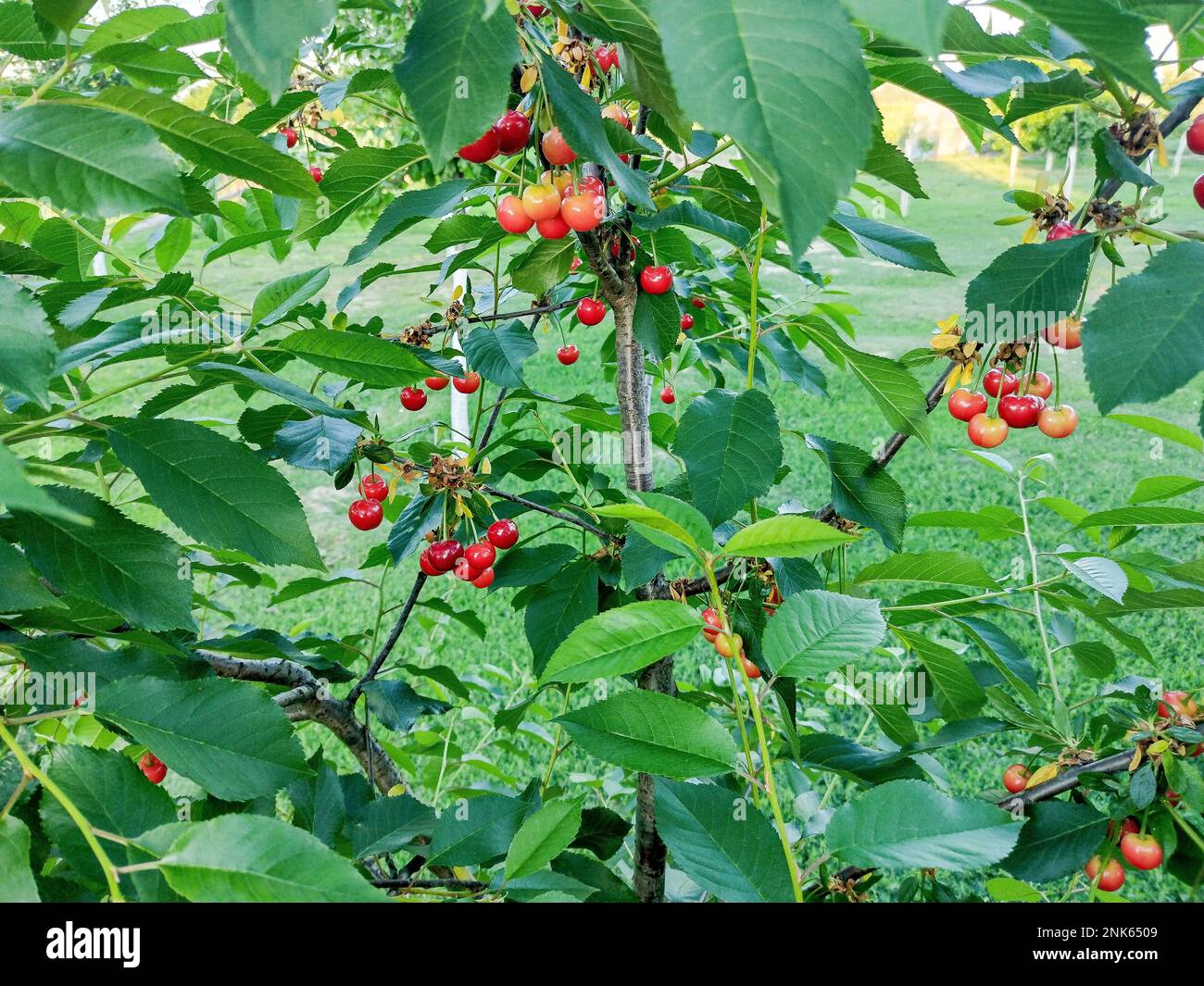 ripe cherries in the tree - in Maramures, Romania Stock Photo - Alamy
