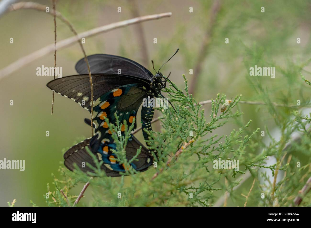 Butterflies in Salt River Canyon in Arizona, USA Stock Photo - Alamy