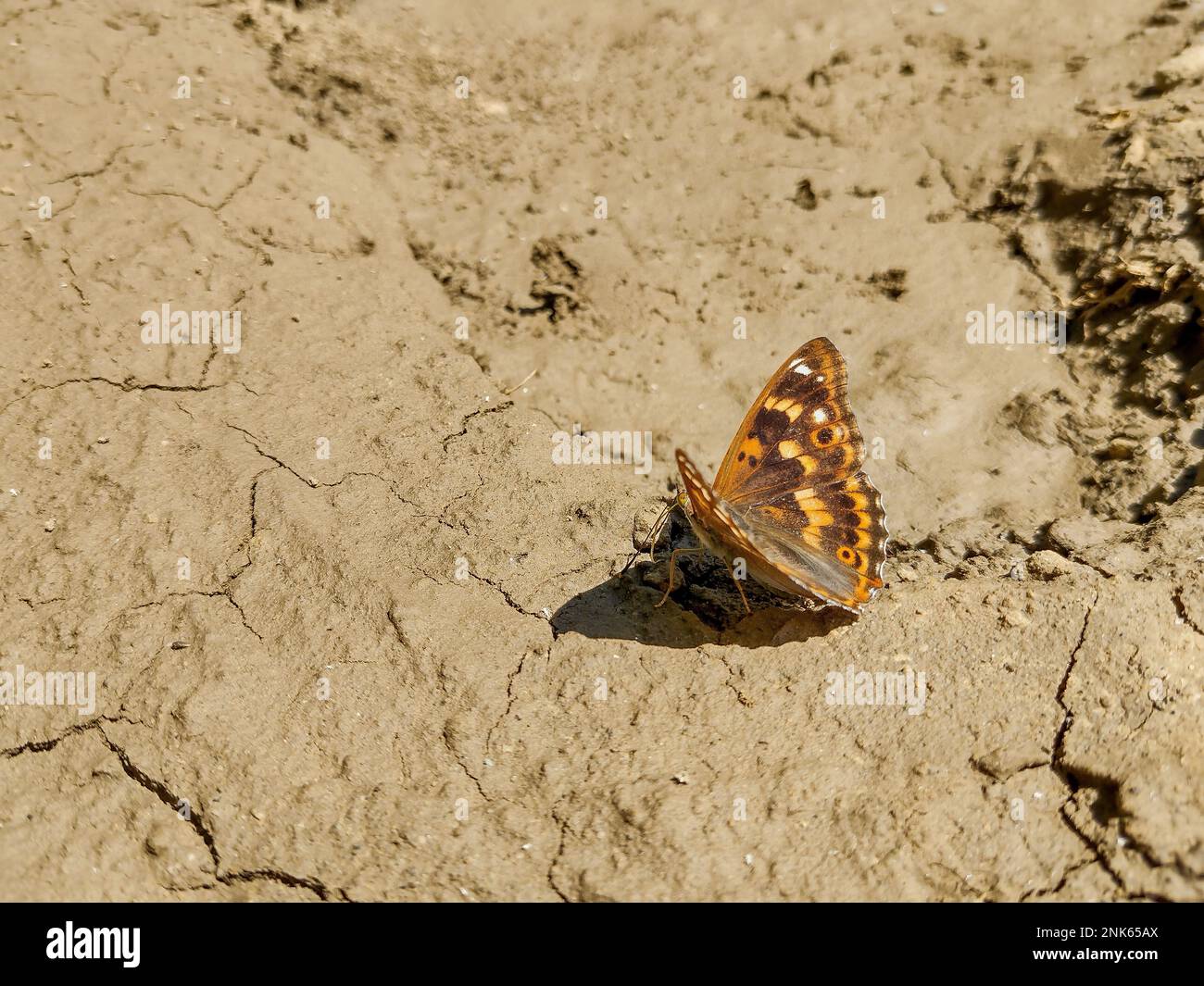 Lesser Purple Emperor butterfly sitting on the mud - in Romania Stock ...