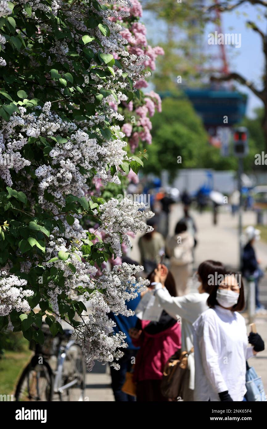 Flowers of lilac are in full bloom at Odori Koen Park in Sapporo ...