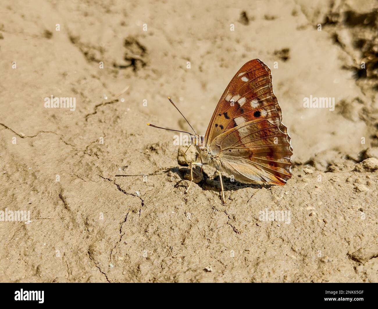 Lesser Purple Emperor butterfly sitting on the mud - in Romania Stock ...