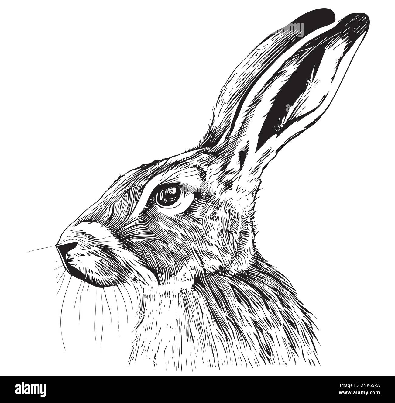 Portrait of a hare sketch hand drawn Vector illustrationwild animals ...