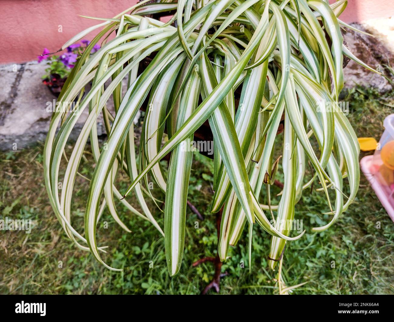 Spider plant chlorophytum comosum hi-res stock photography and images ...
