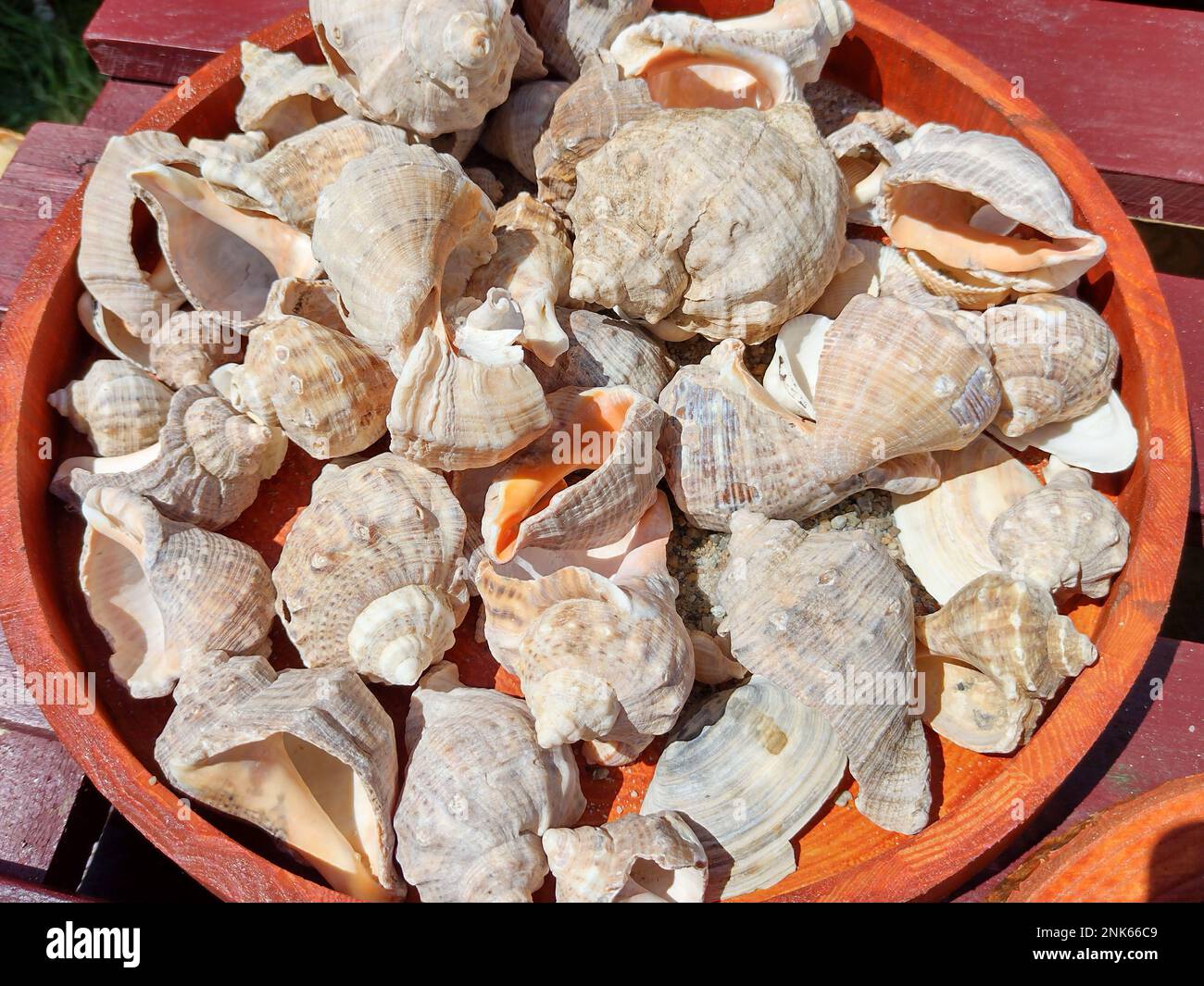 group of seashells - natural Stock Photo - Alamy