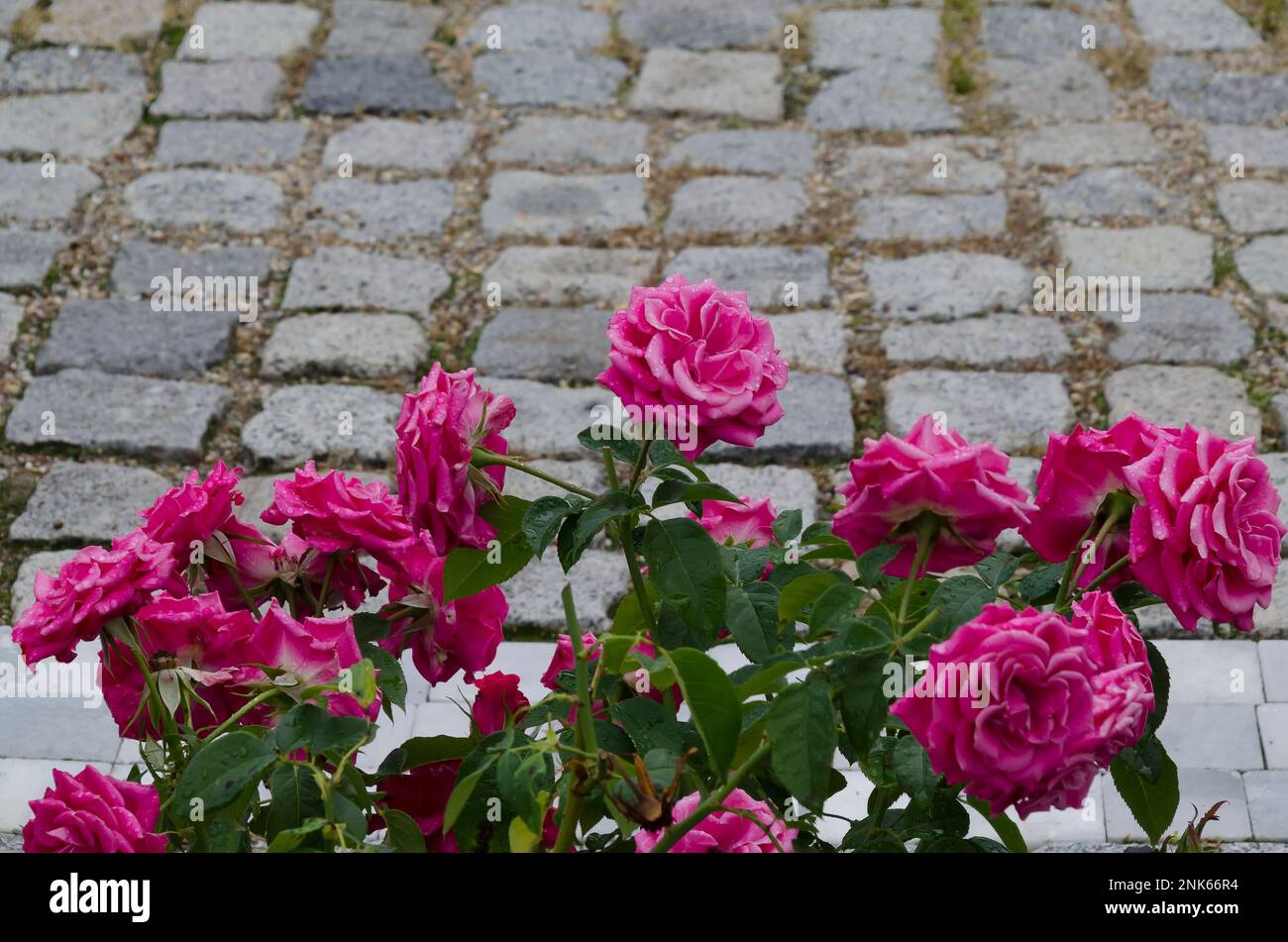 Photo of a rose bush with blooming pink color in a nature park, Sofia ...