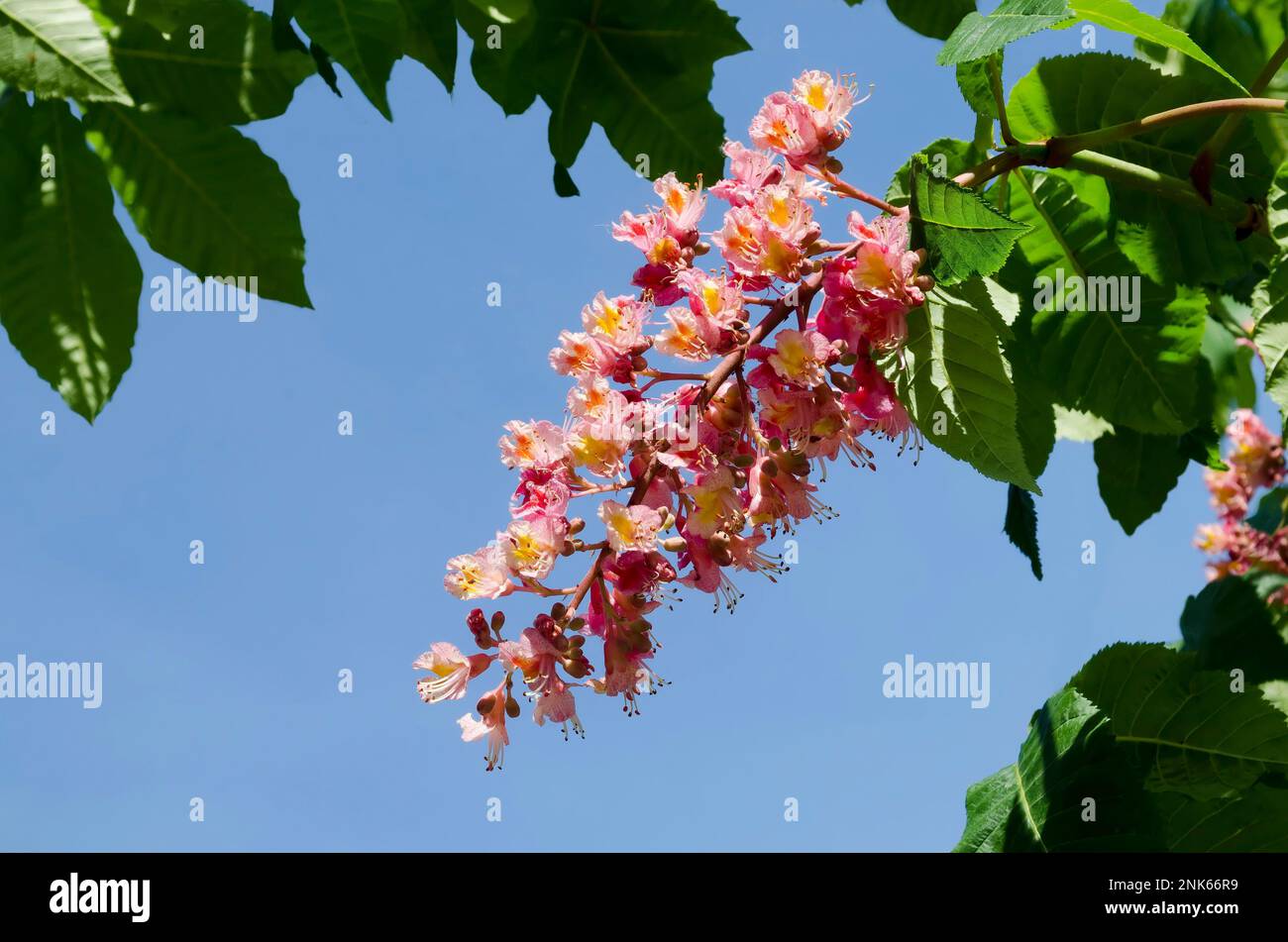 Red horse-chestnut, Aesculus hippocastanum or Conker tree with flower ...